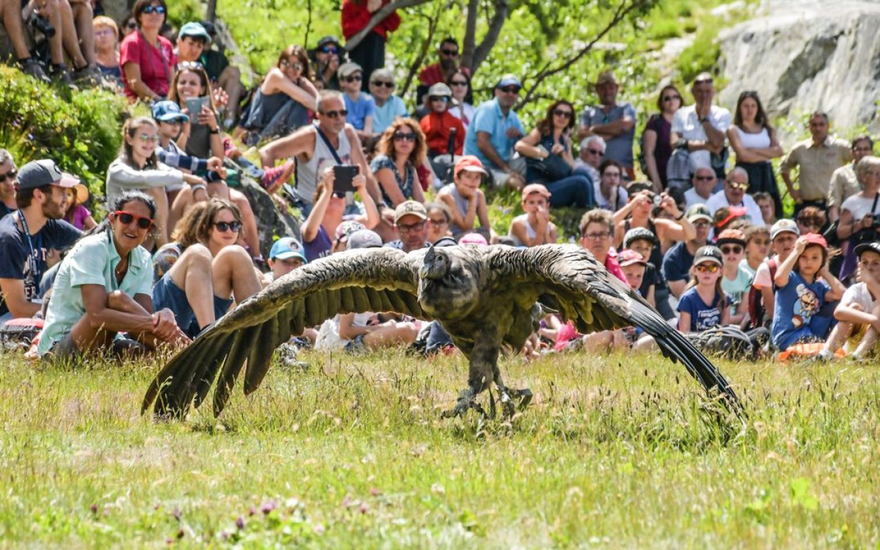 Birds of prey at Lake Geneva