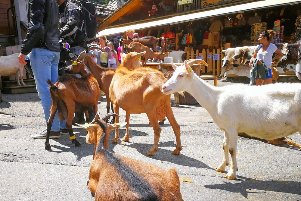 Lindarets – goat village in the Portes du Soleil - Francecomfort ...