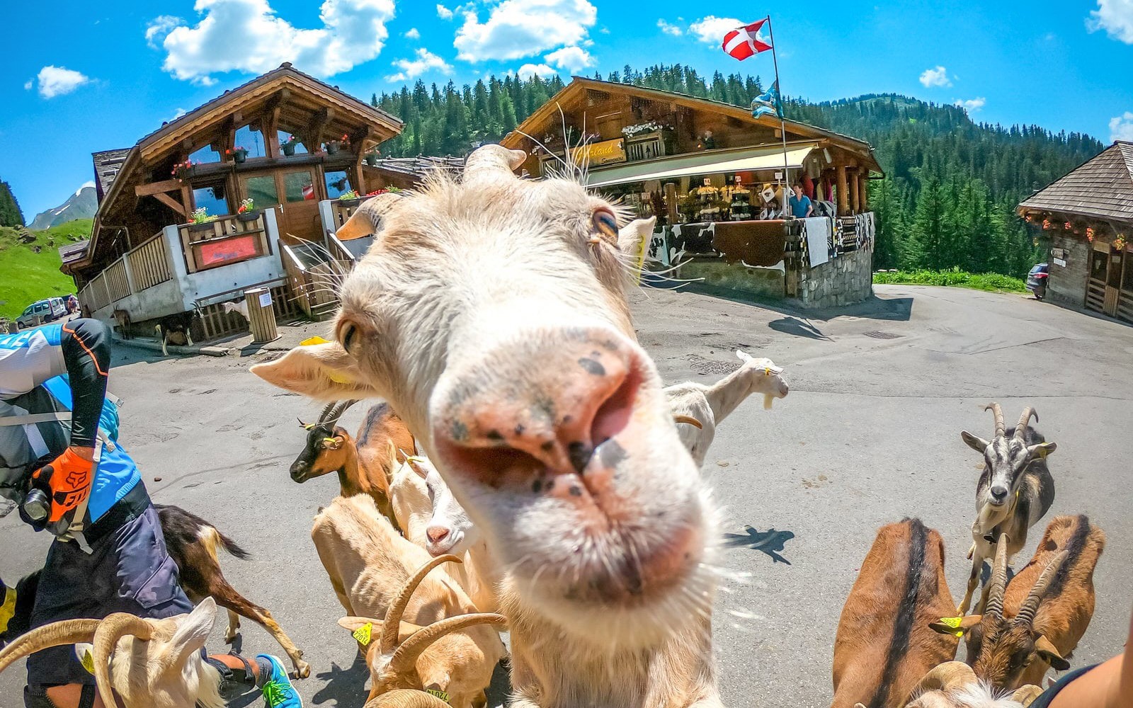 Lindarets – goat village in the Portes du Soleil - Francecomfort ...