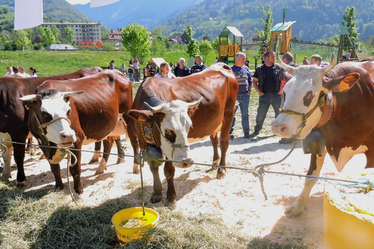 Cheese farm in the Abondance valley - Francecomfort Holiday parks