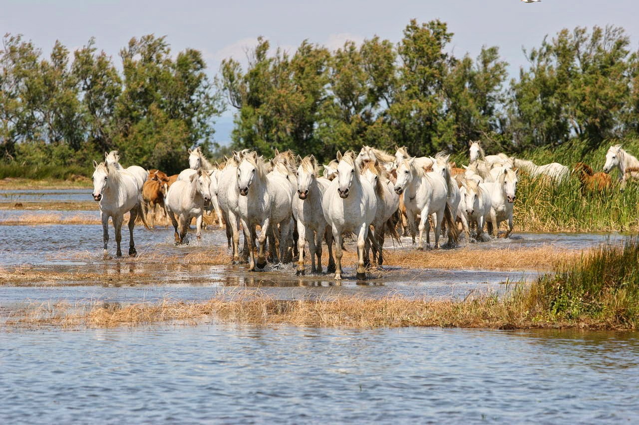 Horses and flamingos in the Camargue in the South of France ...