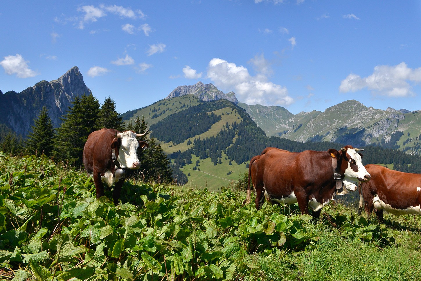 Cheese farm in the Abondance valley - Francecomfort Holiday parks