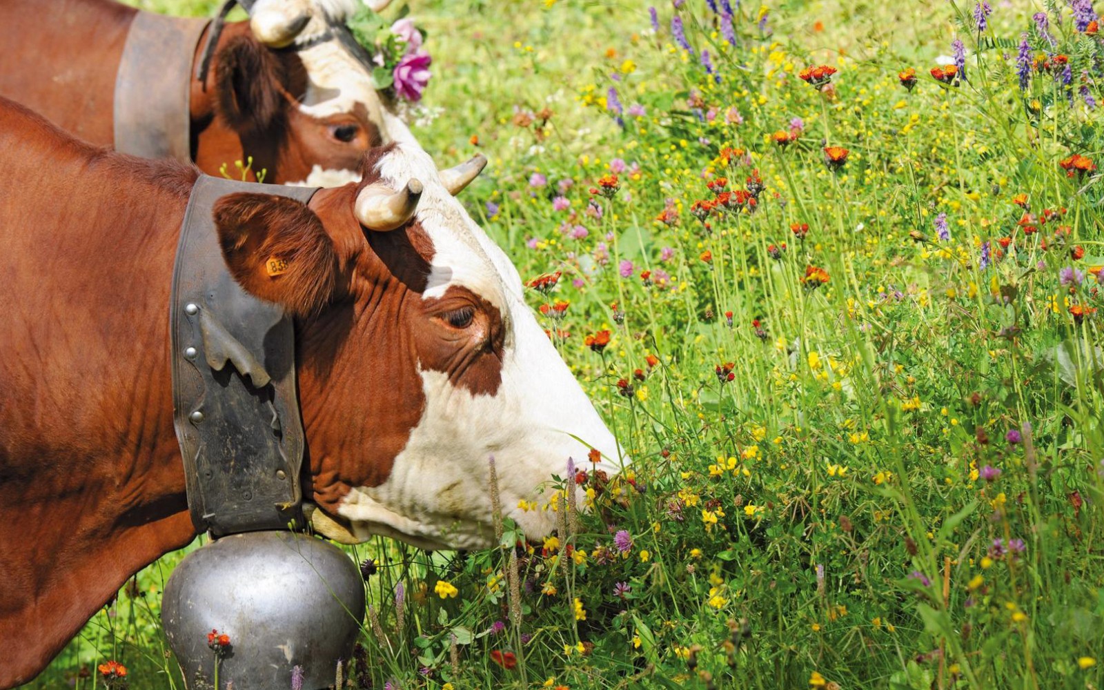 Cheese farm in the Abondance valley - Francecomfort Holiday parks