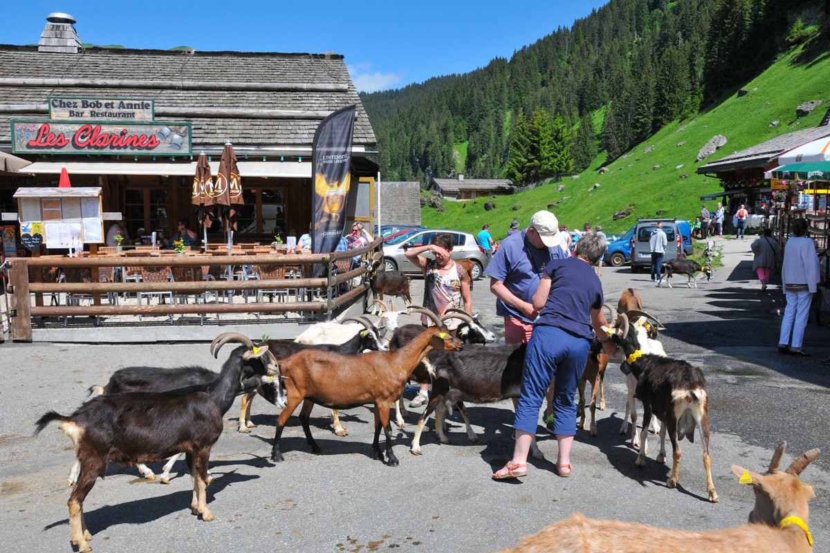 Lindarets – le village des chevres - Francecomfort Parcs de vacances